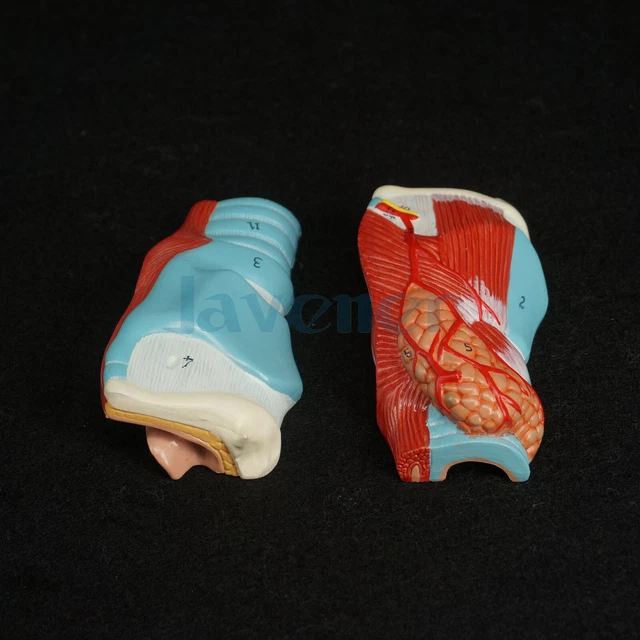 HUMAN LARYNX ANATOMICAL Model - Medical Anatomy Skeleton Throat Model £ ...