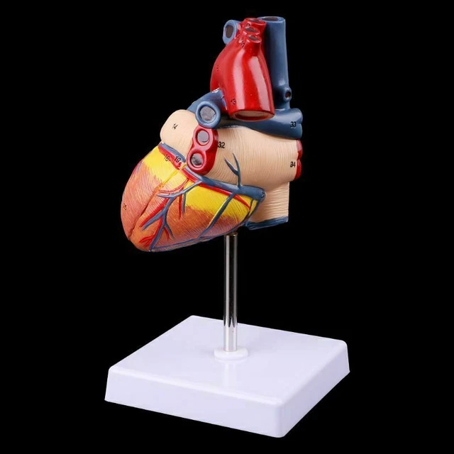 DISASSEMBLED ANATOMICAL HUMAN Heart Model Anatomy Teaching Tool £34.34 ...
