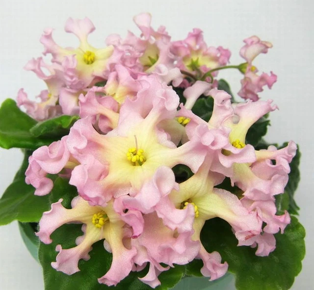 AFRICAN VIOLET ~~ RM-Rozovye Kudri ~~ starter plant £7.50 - PicClick UK