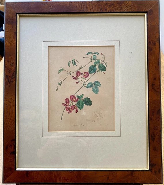 FIORI BOTANICI ANTICHI Incisione Colorata a Mano su Cornice Noce Ex ...