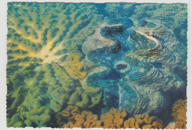 GIANT CLAM SHELL Great Barrier Reef Qld Murray Views Postcard $8.95 ...
