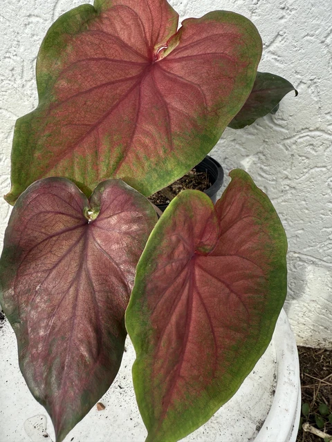 CALADIUM 🌻 😍 🍃 $15.00 - PicClick AU