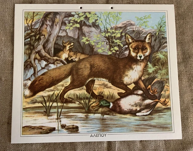 VINTAGE FOX PRINT Original Cardboard School Chart, Wall Map Kids Room ...