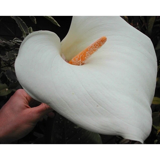 RARE, SPOTTED CALLA Lily "Hercules"! - Grows 7 feet tall! - Rhizome EUR ...