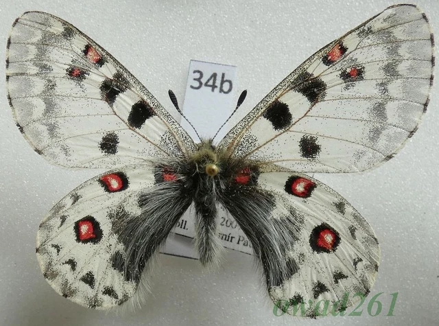 PARNASSIUS EPAPHUS SUBSP. beiki Bryk & Eisner, 1932 China34b EUR 42,01 ...