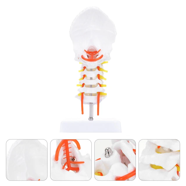 HUMAN ANATOMY MODEL Posterior Teaching Cervical Spine Props £21.18 ...