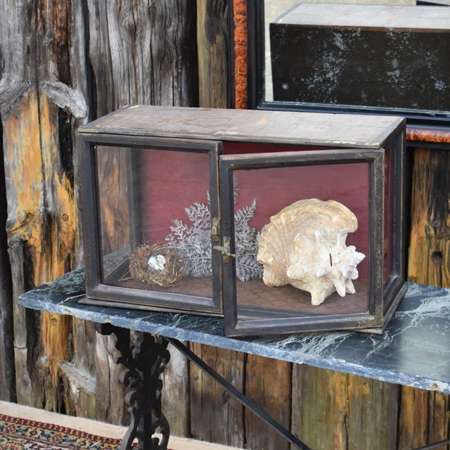 ANTIQUE CHINOISERIE DISPLAY Collectors Cabinet Glazed Table Top Museum ...