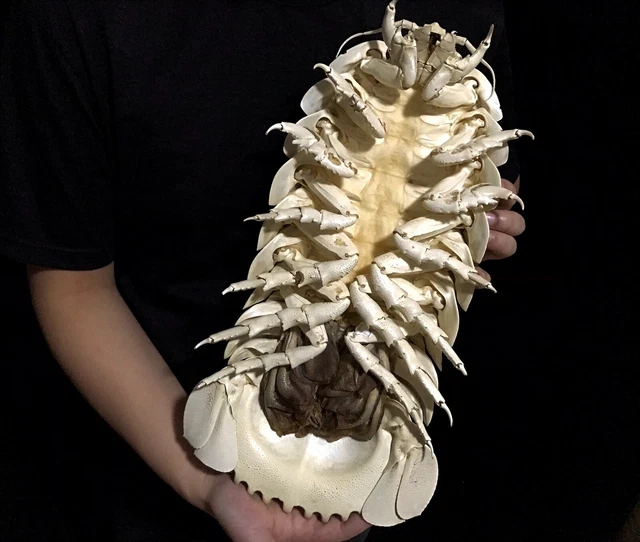 VERY RARE XXL 42cm Bathynomus giganteus deep sea giant isopod taxidermy ...