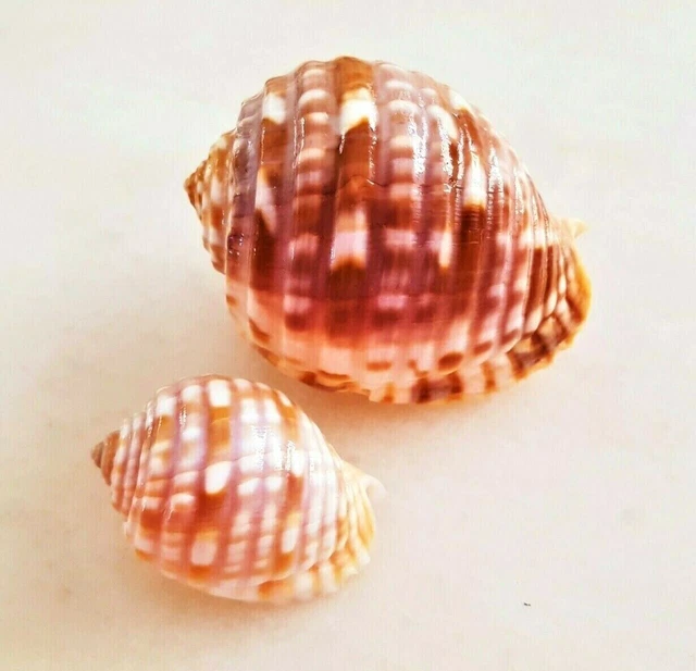 SEASHELL MALEA POMUM Extremely Rare Monster and Dwarf Shell $2.00 ...