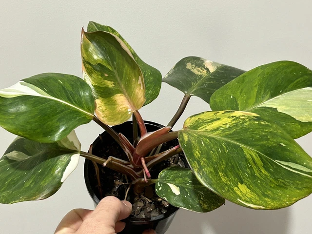 PHILODENDRON WHITE KNIGHT TRICOLOUR Variegated Established Rare (Not ...