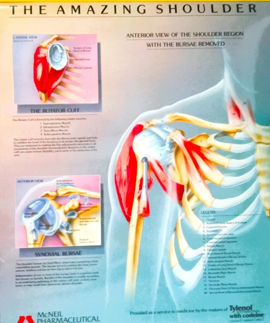 THE AMAZING SHOULDER Medical Poster Anterior View 16" x 20" b3-3 £10.20 ...