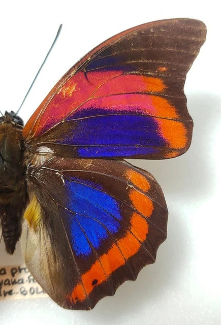 PREPONA PRAENESTE SSP. buckleyana Mâle - A - - EUR 36,00 - PicClick FR