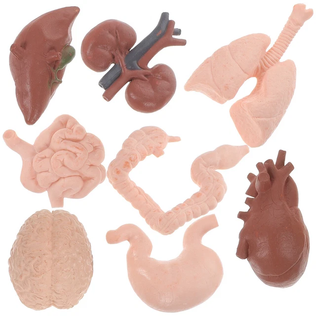 8 PCS HUMAN Organ Model Organs Puzzle Child Size Anatomical £14.15 ... 8 PCS HUMAN Organ Model Organs Puzzle Child Size Anatomical £14.15 ...