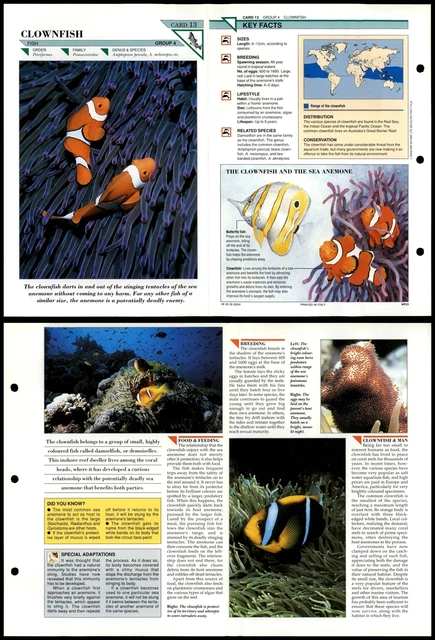 CLOWNFISH #13 FISH Wildlife Fact File Fold-Out Card $2.70 - PicClick