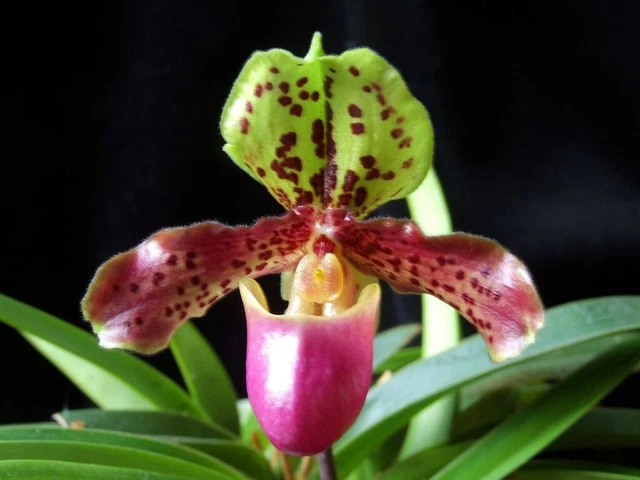 ORCHID FLASK PAPH henryanum Paphiopedilum species RARE ...