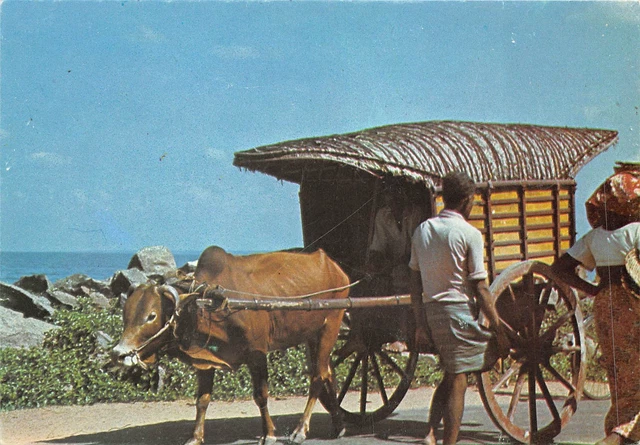 BF341 SRI LANKA traditional bullock cart in negombo ceylon £3.50 ...