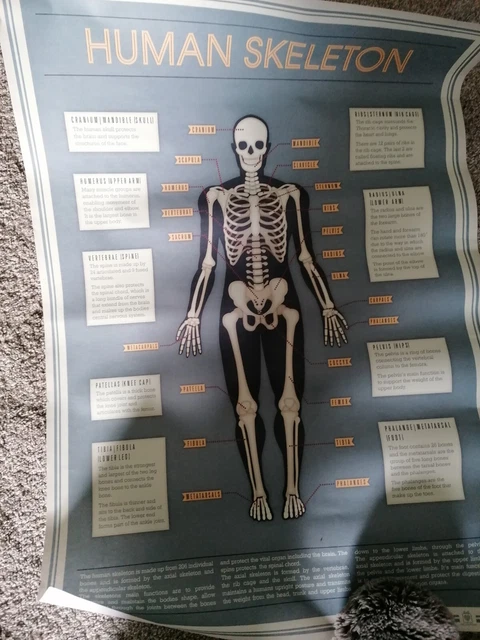 SKELETON HUMAN BODY Anatomy Educational Wall Chart Poster Print EUR 1 ...
