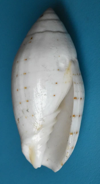 SEA SHELL - SHELLS - MITRIDAE - PTERYGIA NUCEA - 53.90mm £8.23 ...
