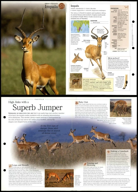 IMPALA #275 MAMMALS - Discovering Wildlife Fact File Fold-Out Card £1. ...