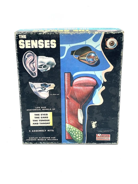 VINTAGE 60S# THE SENSES Anatomical Assembly Model Kit By Renwal#NIB CQ ...
