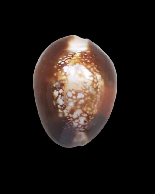 SHELL CONCHIGLIA CYPRAEA MONETARIA CAPUTSERPENTIS f. aruni mm.31,7 ...