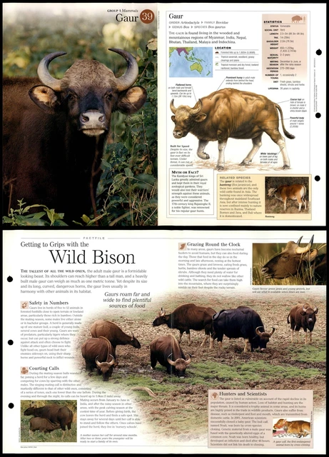 GAUR #39 MAMMALS - Discovering Wildlife Fact File Fold-Out Card £1.99 ...
