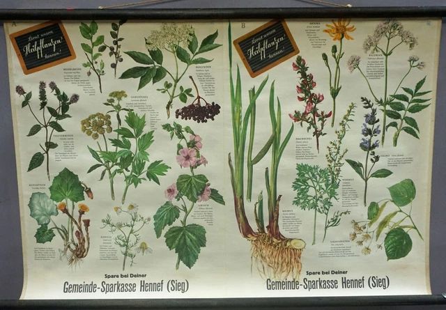 BOTANY WALL MAP roll picture poster gets to know our medicinal plants ...