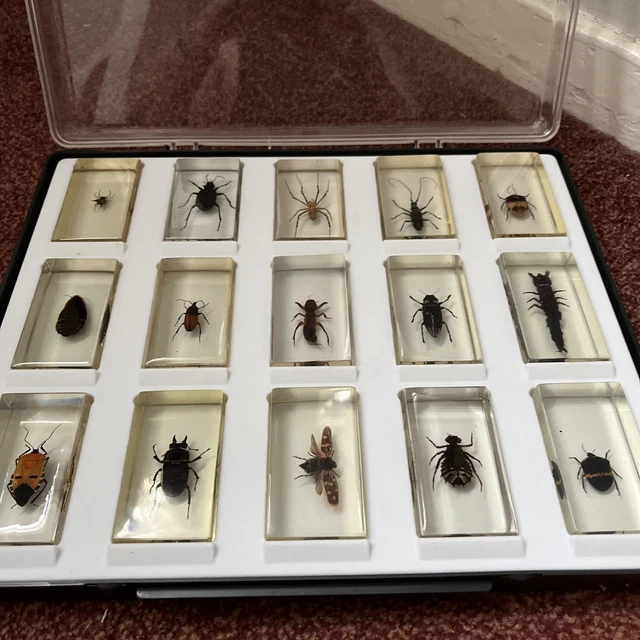 NATIONAL GEOGRAPHIC REAL life bugs and insects collection. 1x full tray ...