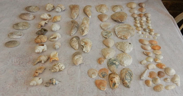 LARGE COLLECTION NATURAL Sea Shells:Abalone,Oyster, Scallop, Whelk ...