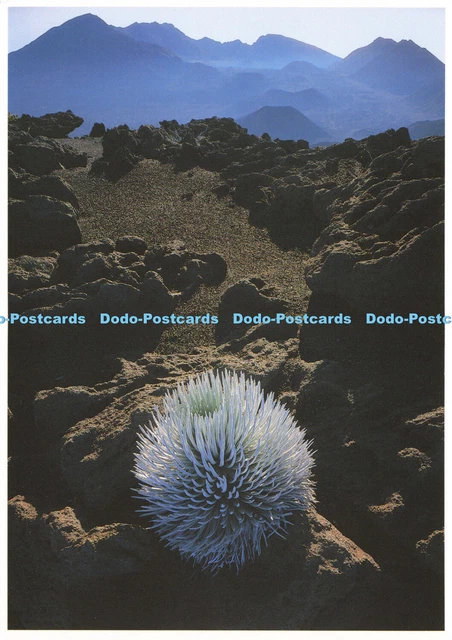 D185859 MAUI. HALEAKALA National Park. Immature Silversword. Impact ...