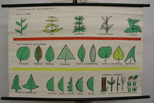 SCHOOL WALL MAP wall map plant science leaf plants gardener florist ...