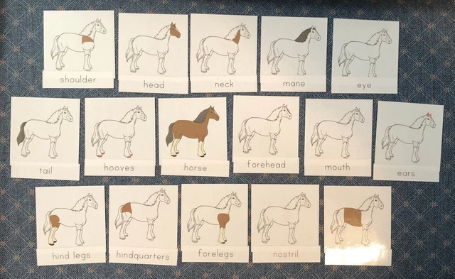 PARTS OF A Horse Montessori Laminated 3-Part Nomenclature Cards £5.70 ...