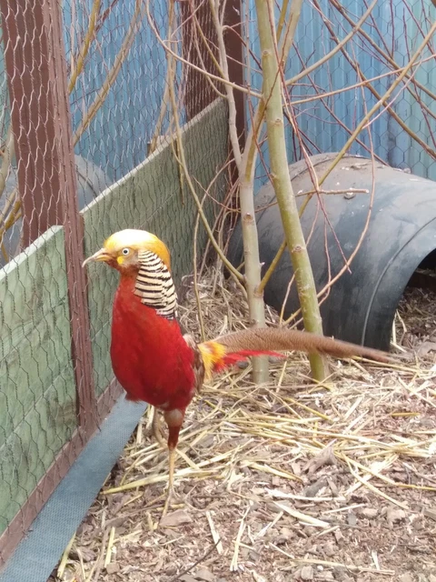 CINNAMON GOLDEN PHEASANT Hatching Eggs For Incubator Or Broody Hen X6 £ ...