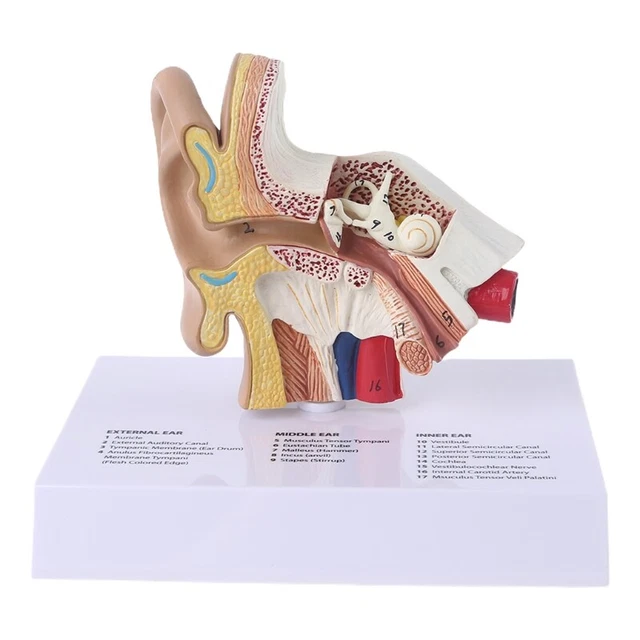 1.5 TIMES LIFE Size Human Ear Model Scientific Anatomy Teaching ...