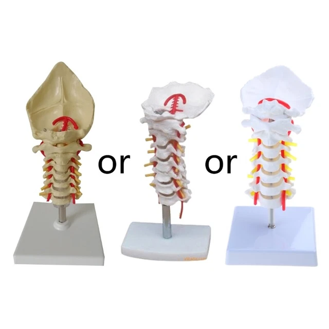 HUMAN CERVICAL VERTEBRAE Model Life Size Lumbar Vertebrae Vertebral ...