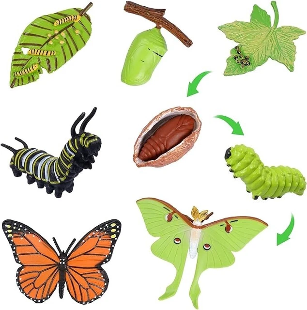 SET OF 8 Monarch Butterfly Life Cycle, Animal Life Cycle, Insect ...
