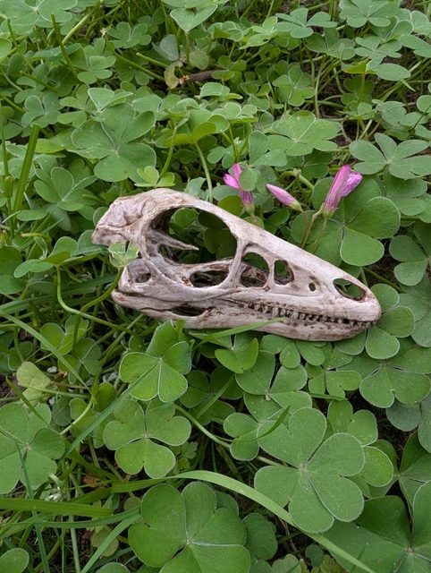1:1 MICRORAPTOR GUI Skull Replica - Dinosaur - Life Size - Prop £16.14 ...
