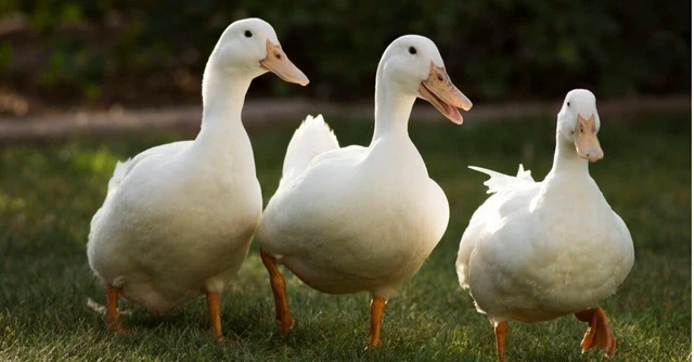 CHERRY VALLEY DUCK HATCHING EGGS X 12 *** special offer *** £15.00 ...