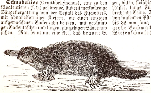 alte-lithographie-schnabeltier-ca-1930-zoologie-eierlegendes