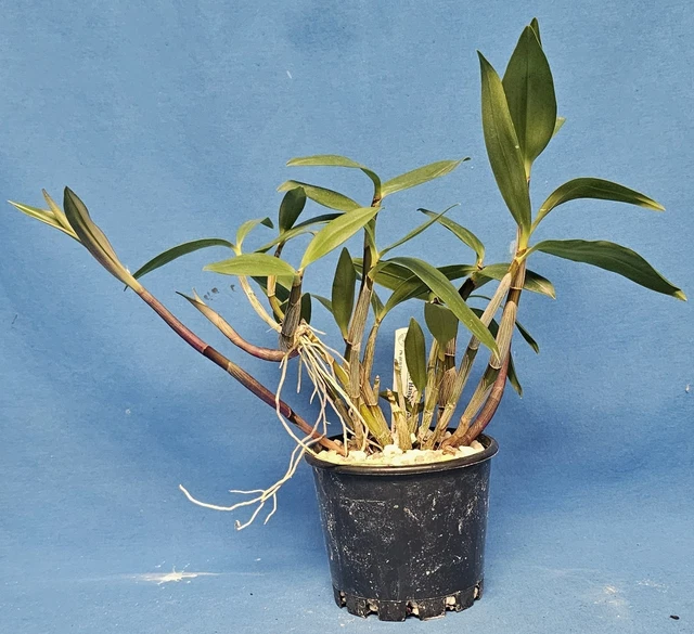 THG ORCHID DENDROBIUM (Brinawa Charm X Vivid) 'Tower' Div Est in 12cm ...