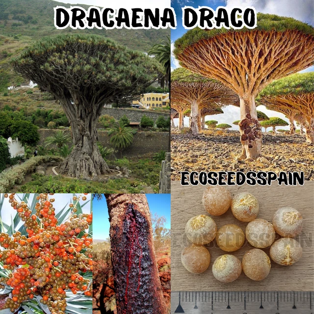 DRACAENA DRACO 10-100 Seeds Dragon Blood Tree Palm Rare Garden Cold ...