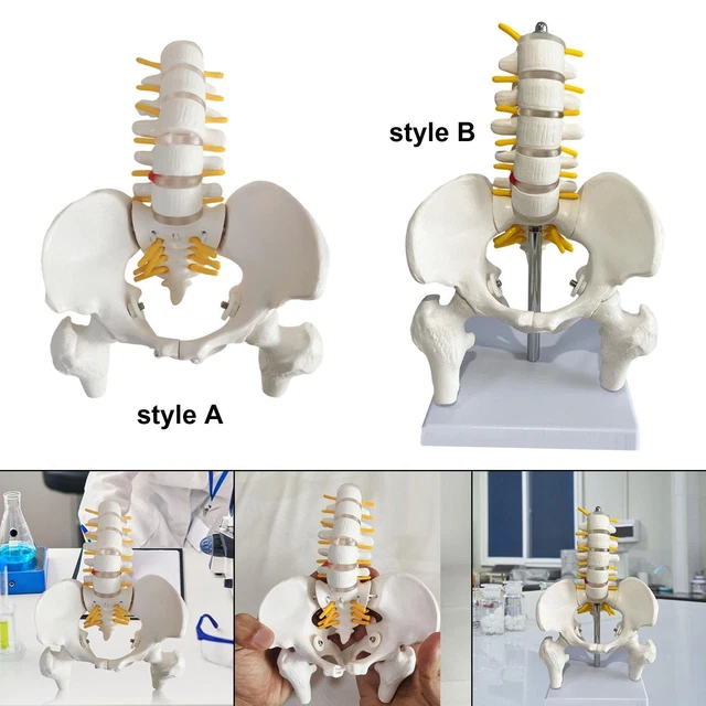 HUMAN PELVIS SKELETON Anatomical Model Column Spinal Cord Model ...