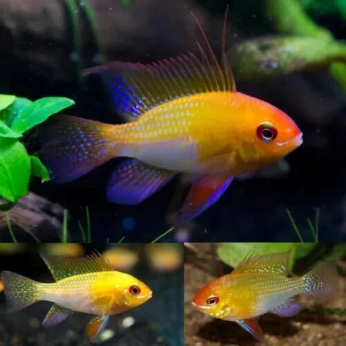 LARGE LONGFIN GOLD Ram Dwarf Cichlid Mikrogeophagus Ramirezi Live ...