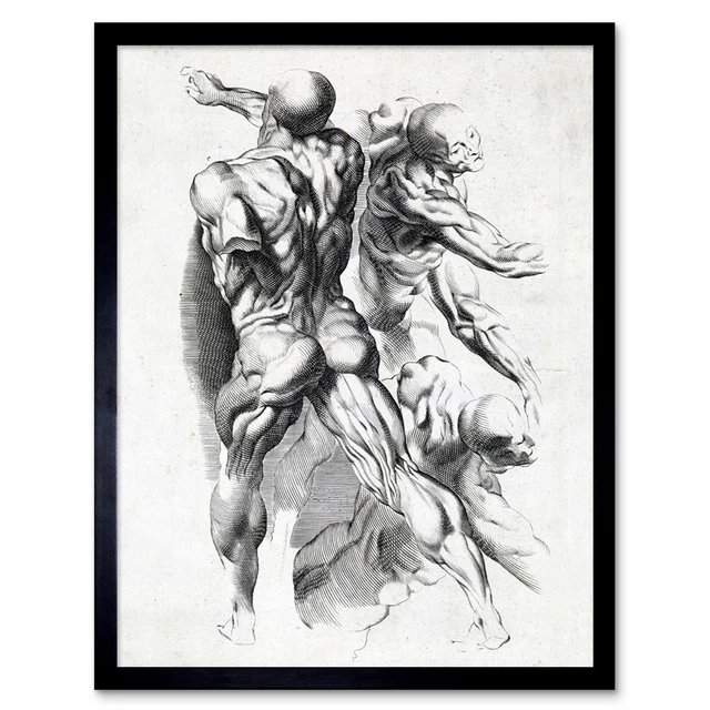 ANATOMY STUDY MUSCLES Man Back Legs Arms Drawing Wall Art Print Framed ...
