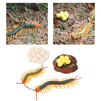 4 STAGES CENTIPEDES lifecycle, life cycles of nature insects, £5.94 ...
