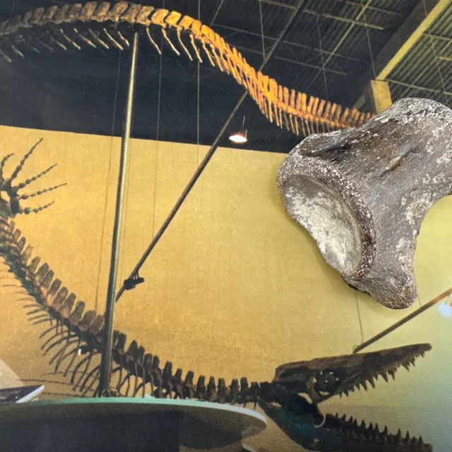 MASSIVE MOSASAUR TYLOSAURUS Vertebrae Dinosaur Bone FOSSIL 📦 £269.54 ...