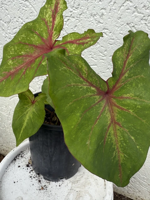 CALADIUM 🌻 😍 🍃 $15.00 - PicClick AU