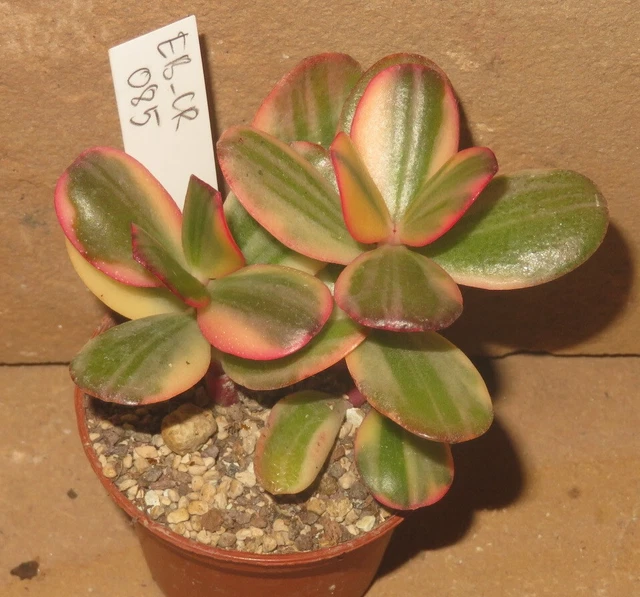 CRASSULA ARGENTEA CV Maruba NISHIKI variegata EB-CR085-T5 Geldbaum ...