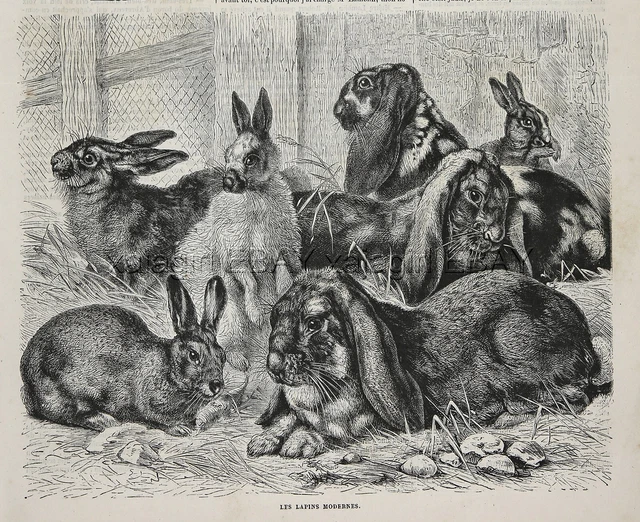 RABBIT AT SHOW in France "Modern Breeds", Large 1870s Antique Print ...