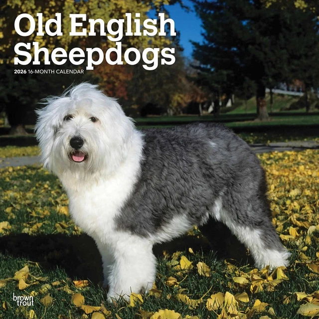 OLD ENGLISH SHEEPDOGS Calendar 2026 - Dogs - Month To View £9.58 ...